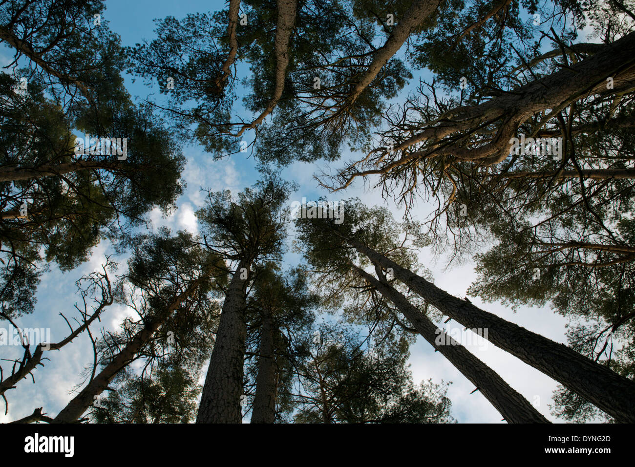 Caledonian Pine Scotland High Resolution Stock Photography and Images ...