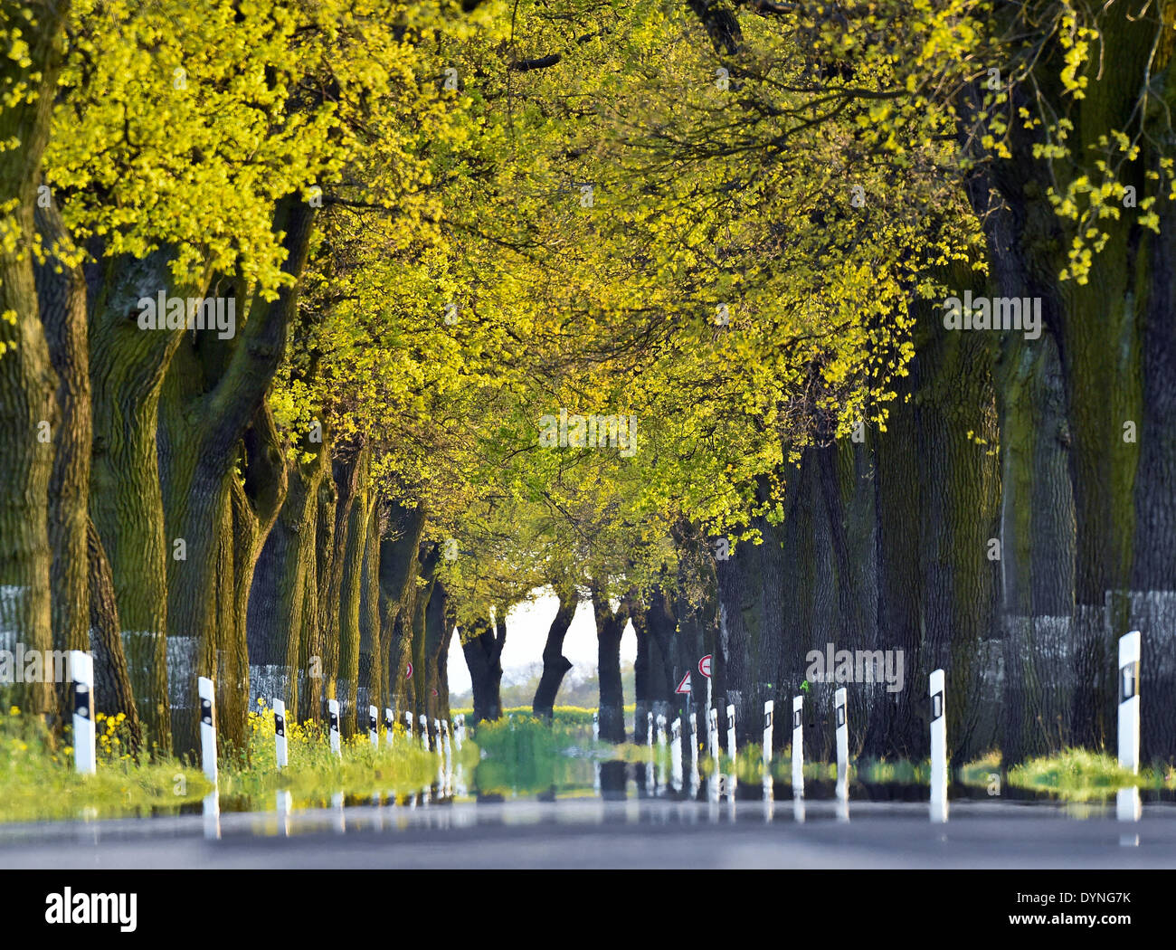 The light of the setting sun shines on a road lined with oaks between ...