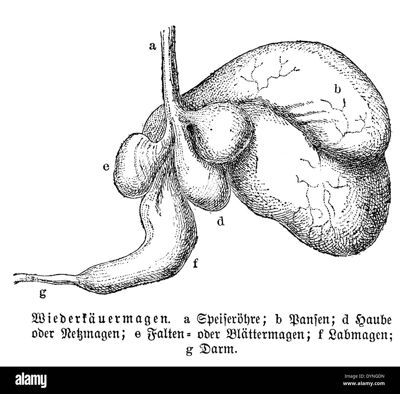 Ruminant stomach Black and White Stock Photos & Images - Alamy