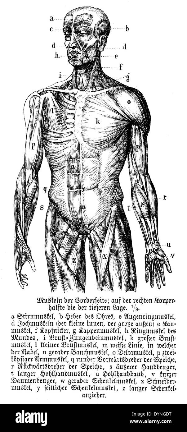 Human : muscles of the front of the body Stock Photo - Alamy