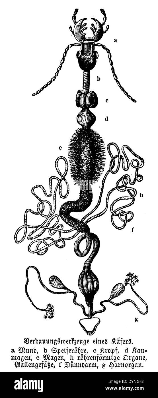 Beetle : digestive organs Stock Photo - Alamy