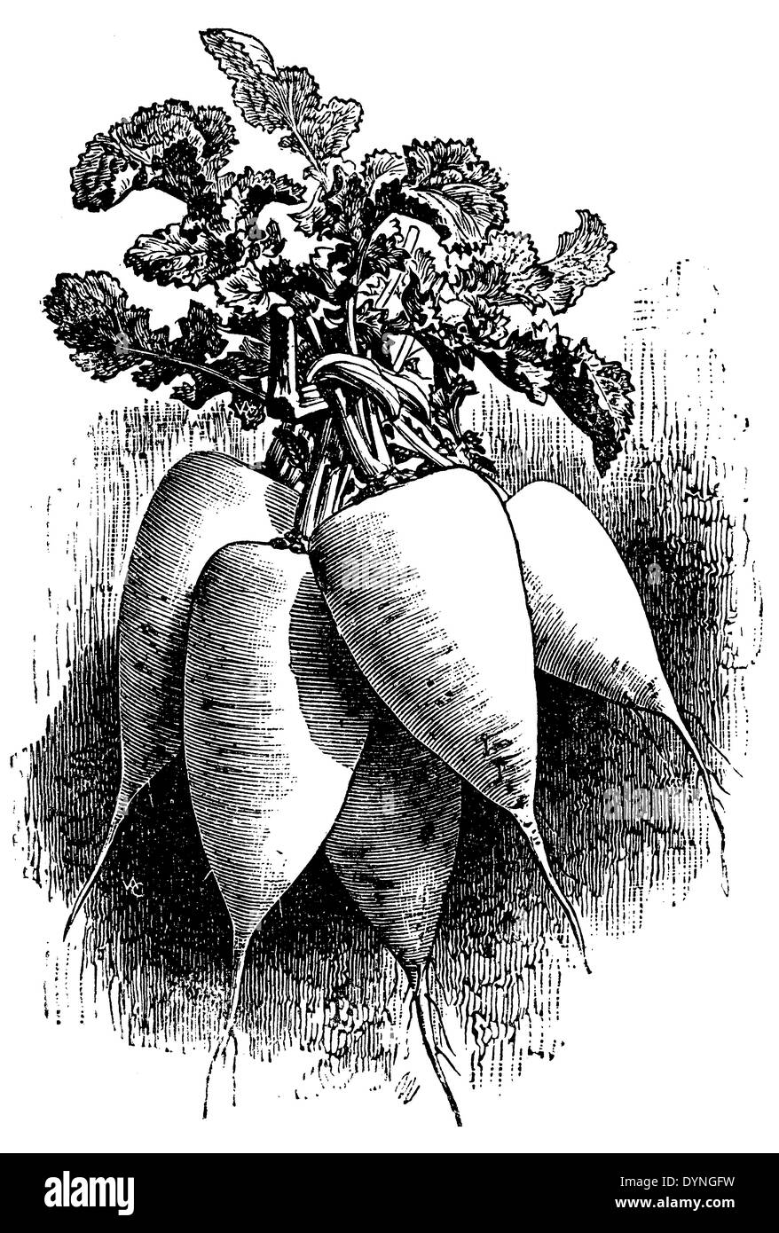 Botanical illustration of radish hi-res stock photography and images ...