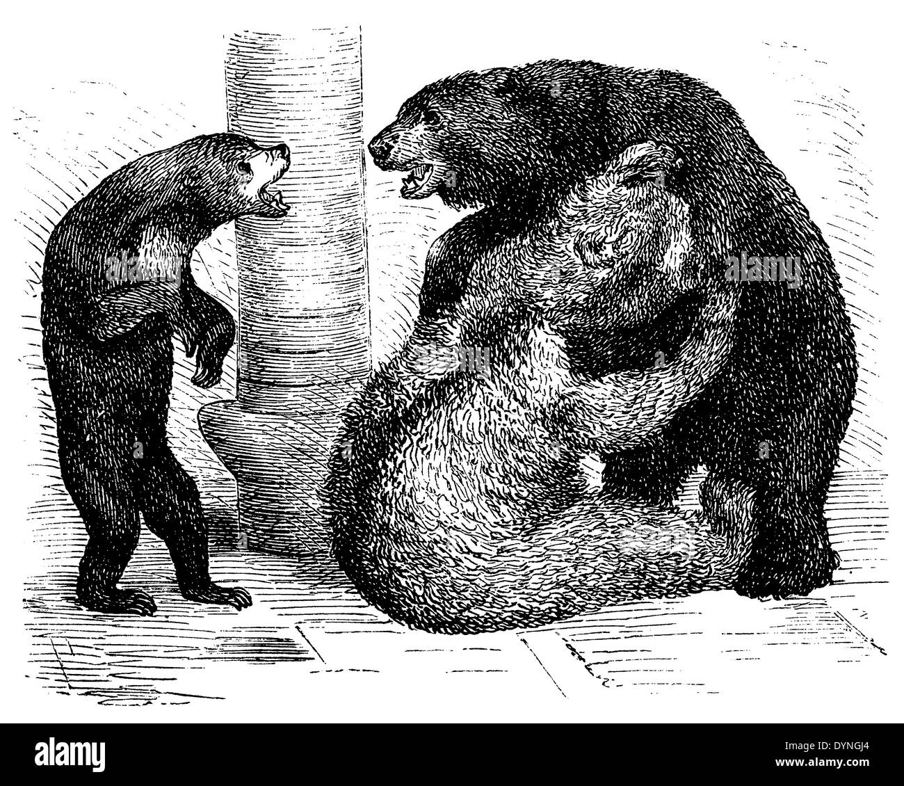 Animals bears history historical Black and White Stock Photos & Images ...