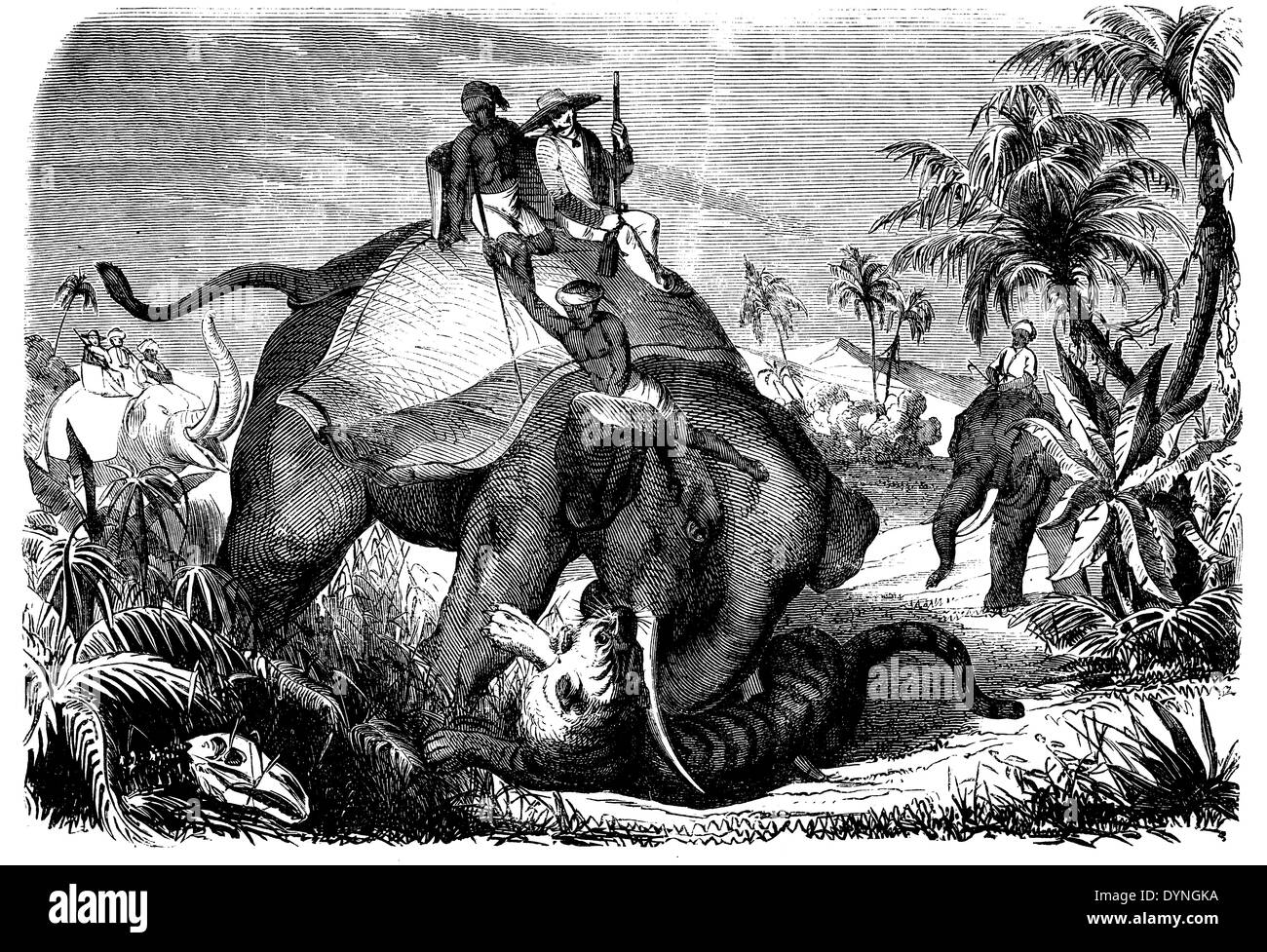 Tiger vintage engraving hi-res stock photography and images - Alamy