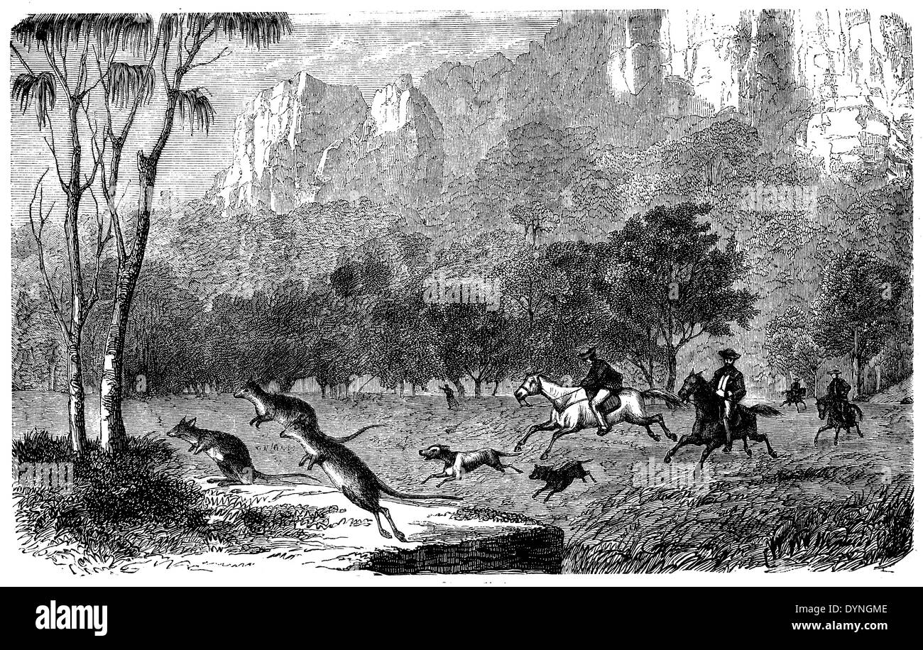 Kangaroo hunting Black and White Stock Photos & Images - Alamy