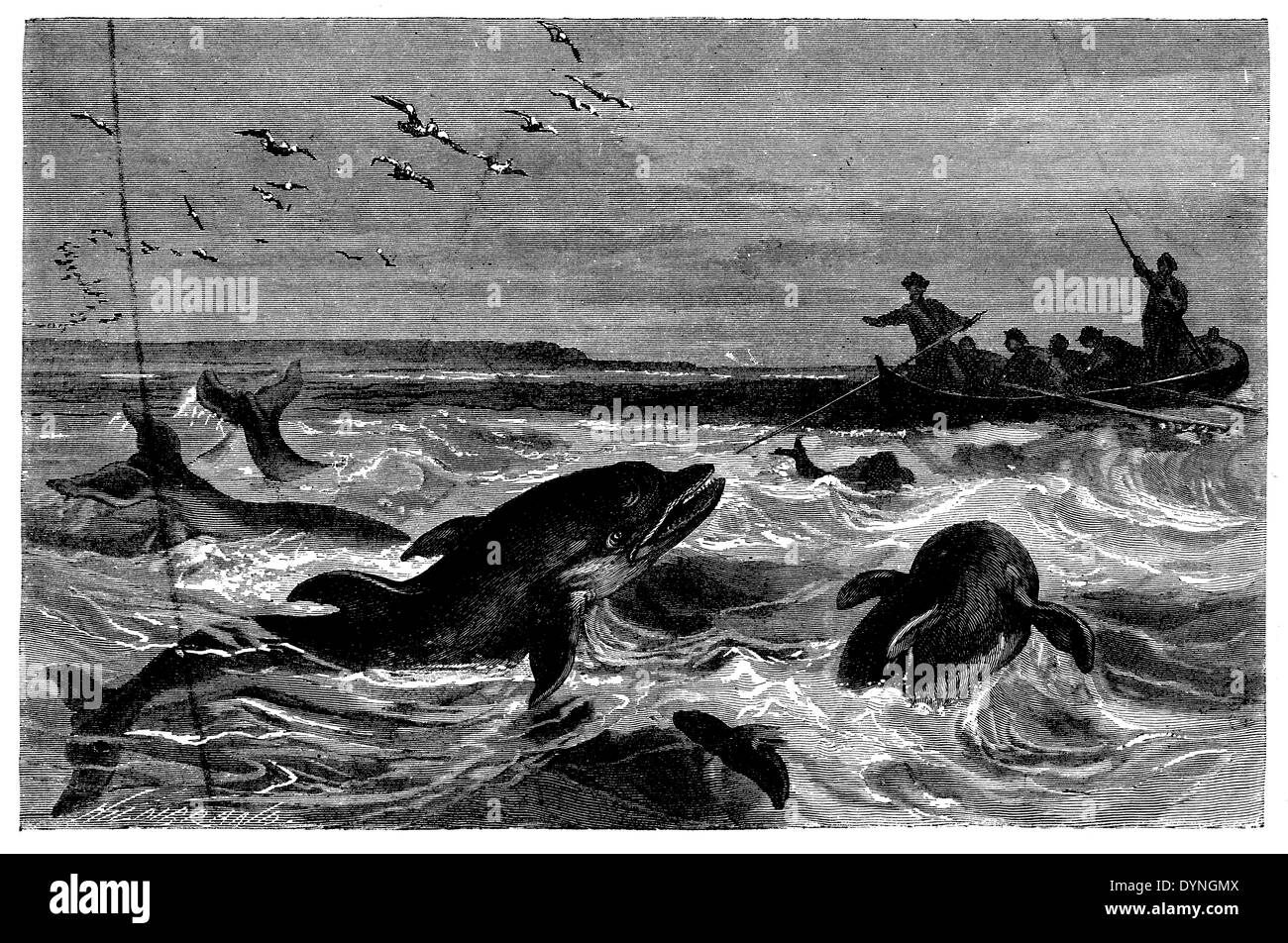 dolphins following a ship Stock Photo - Alamy