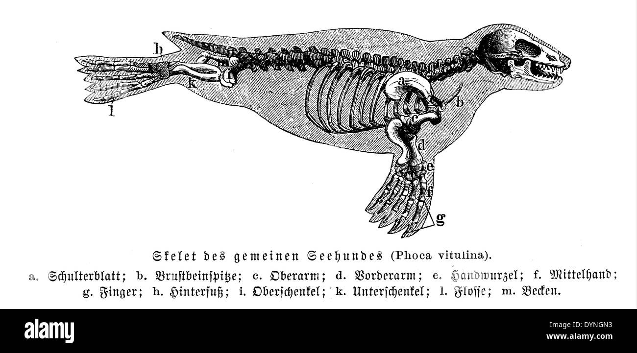 Seal skeleton hi-res stock photography and images - Alamy