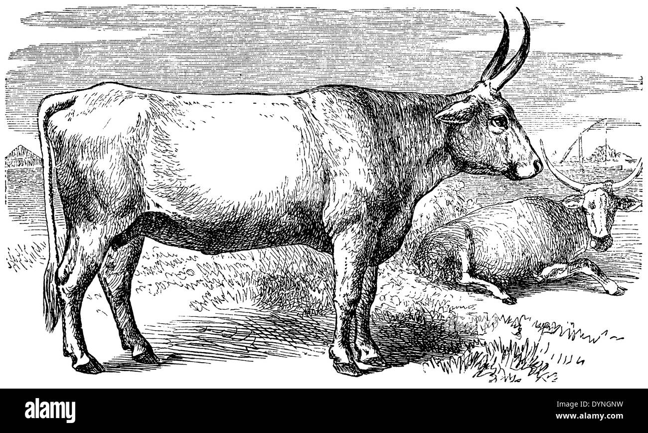 Domestic Cattle: Podolic breed Stock Photo - Alamy