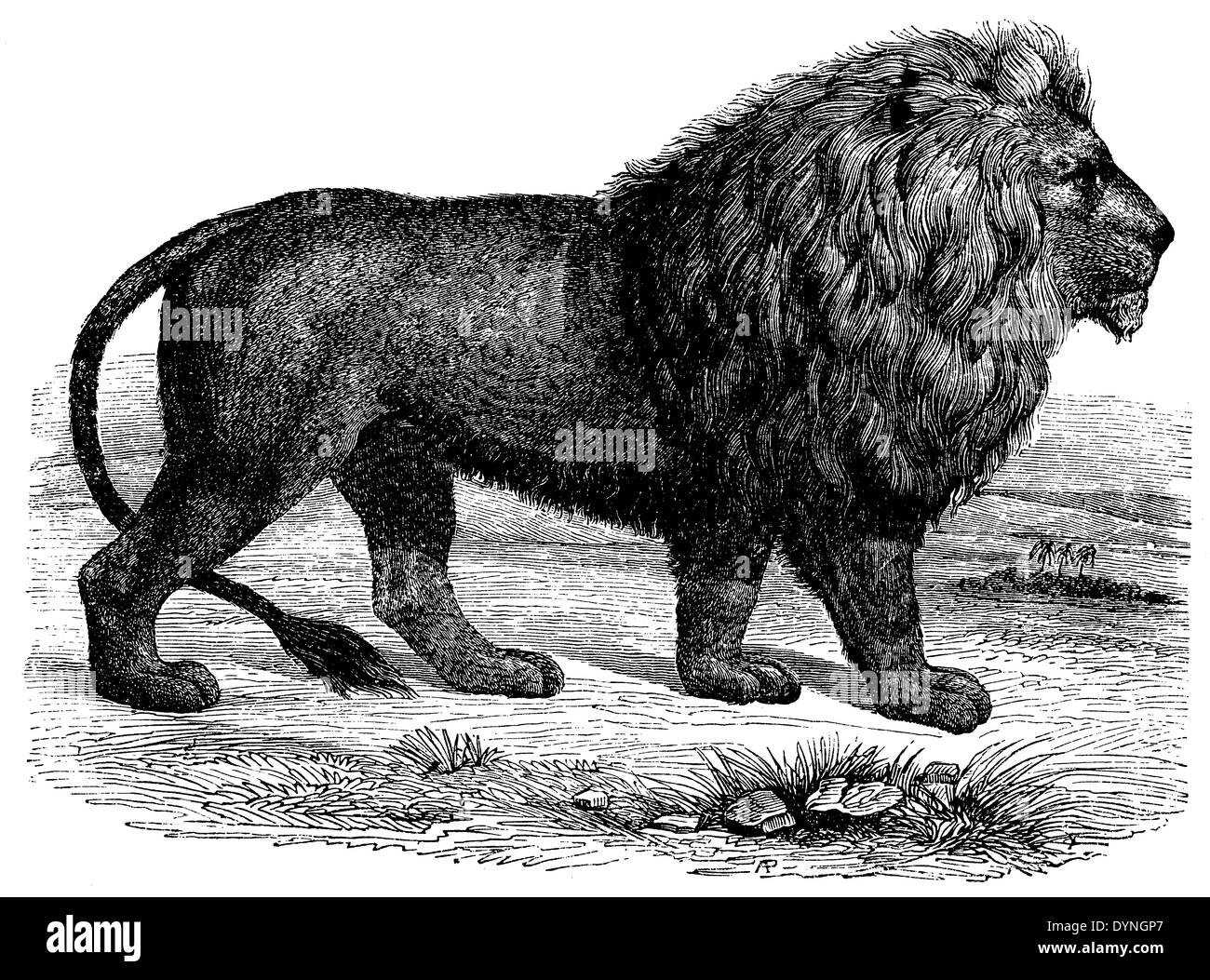 Felis leo lion Black and White Stock Photos & Images - Alamy
