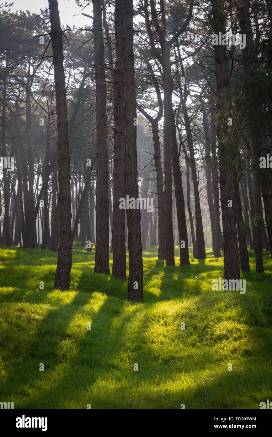 Sunlight on the craters and regrown woods on the World War 1 ...