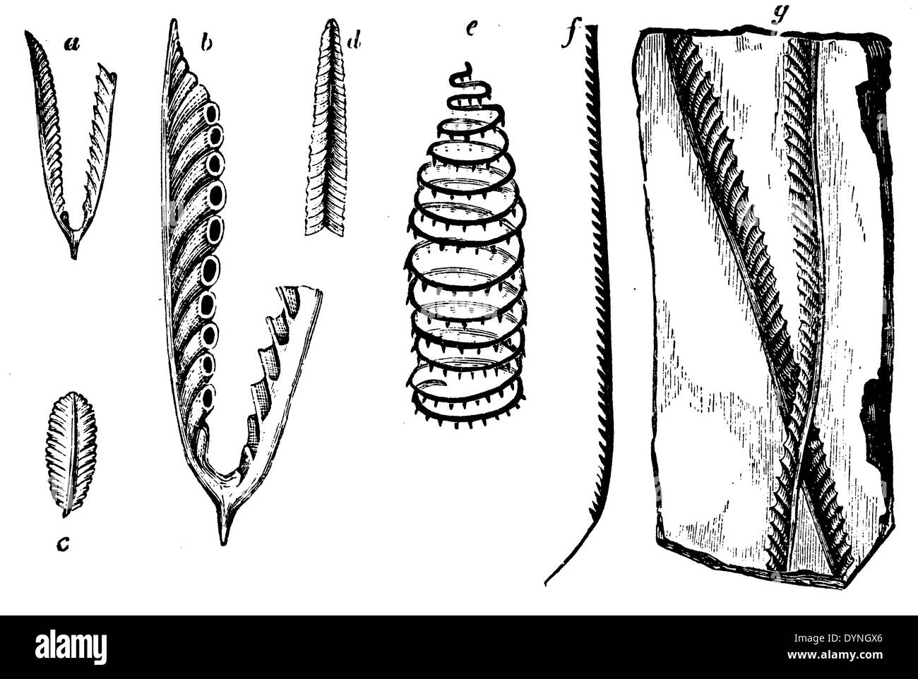Graptolites Stock Photo: 68701086 - Alamy