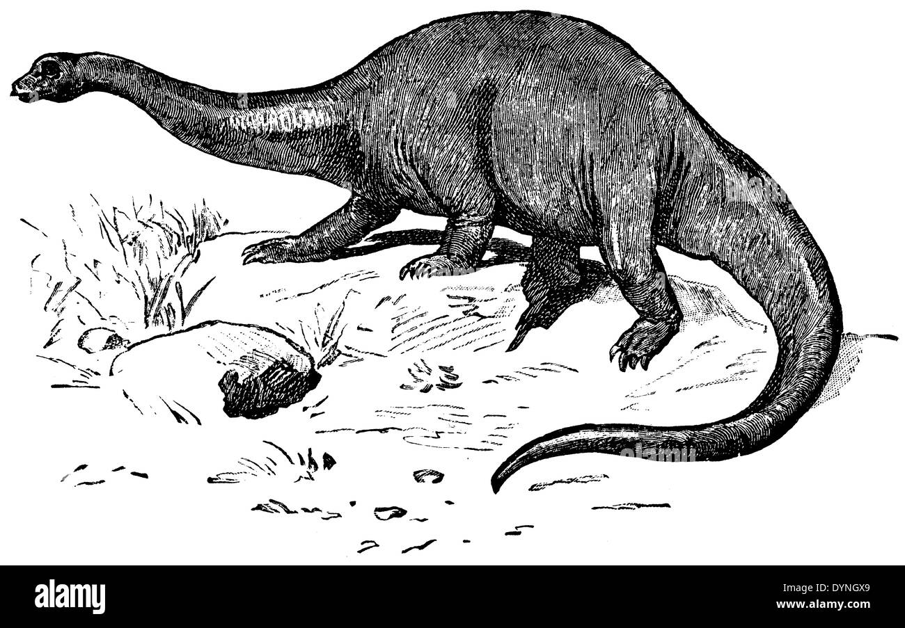 Brontosaurus Black and White Stock Photos & Images - Alamy