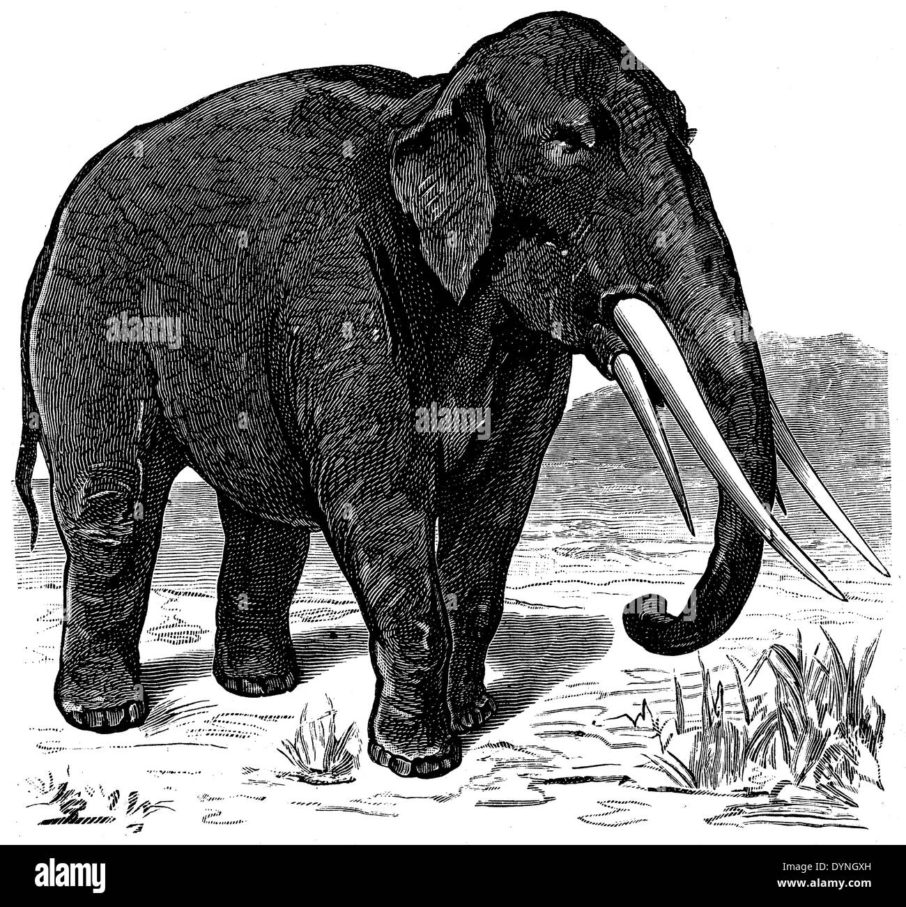 Mastodon hi-res stock photography and images - Alamy