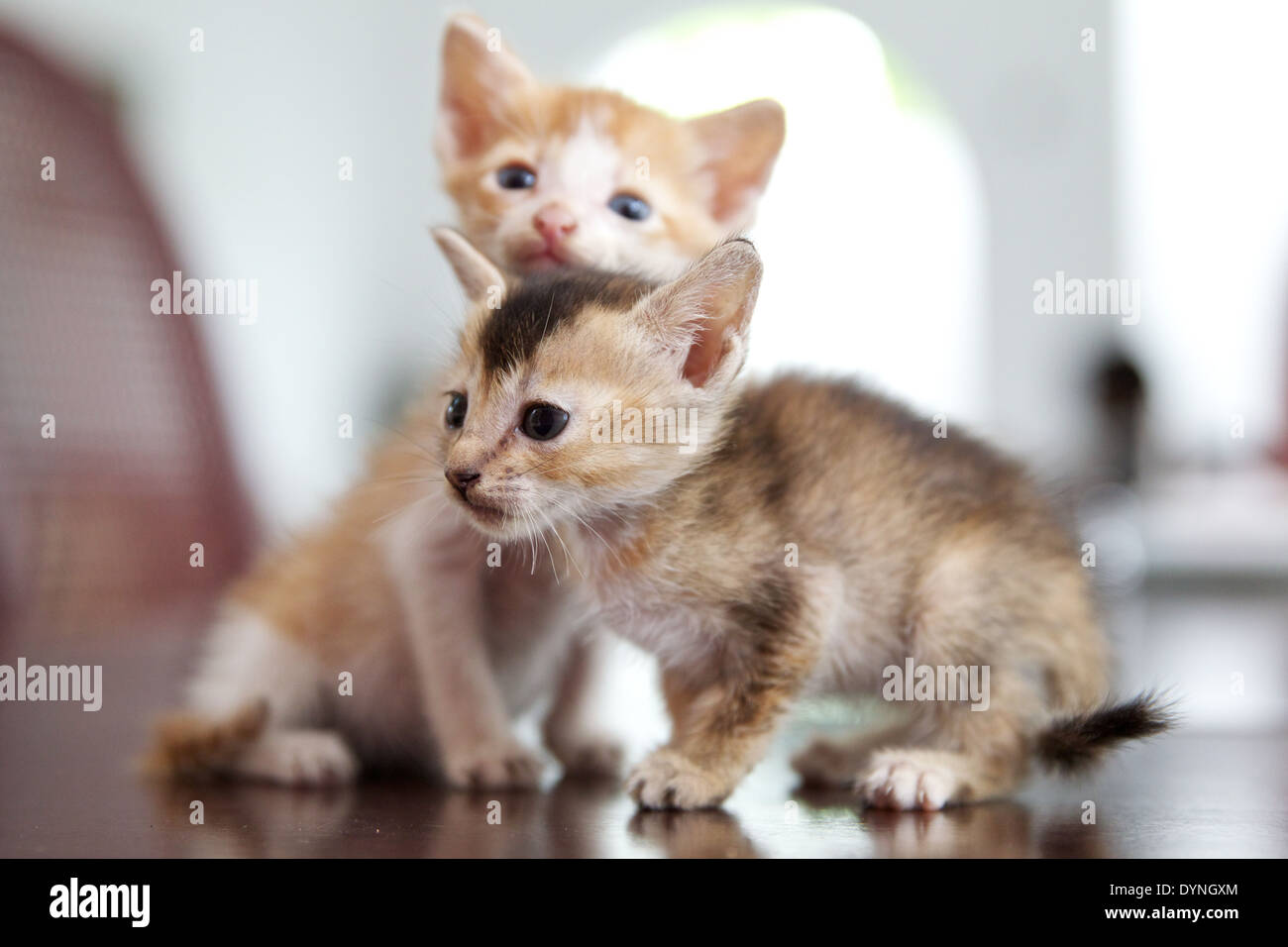Ceylon cat hi-res stock photography and images - Alamy
