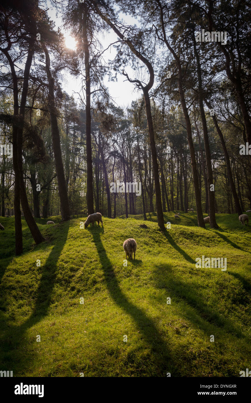 Sunlight on the craters and regrown woods on the World War 1 ...