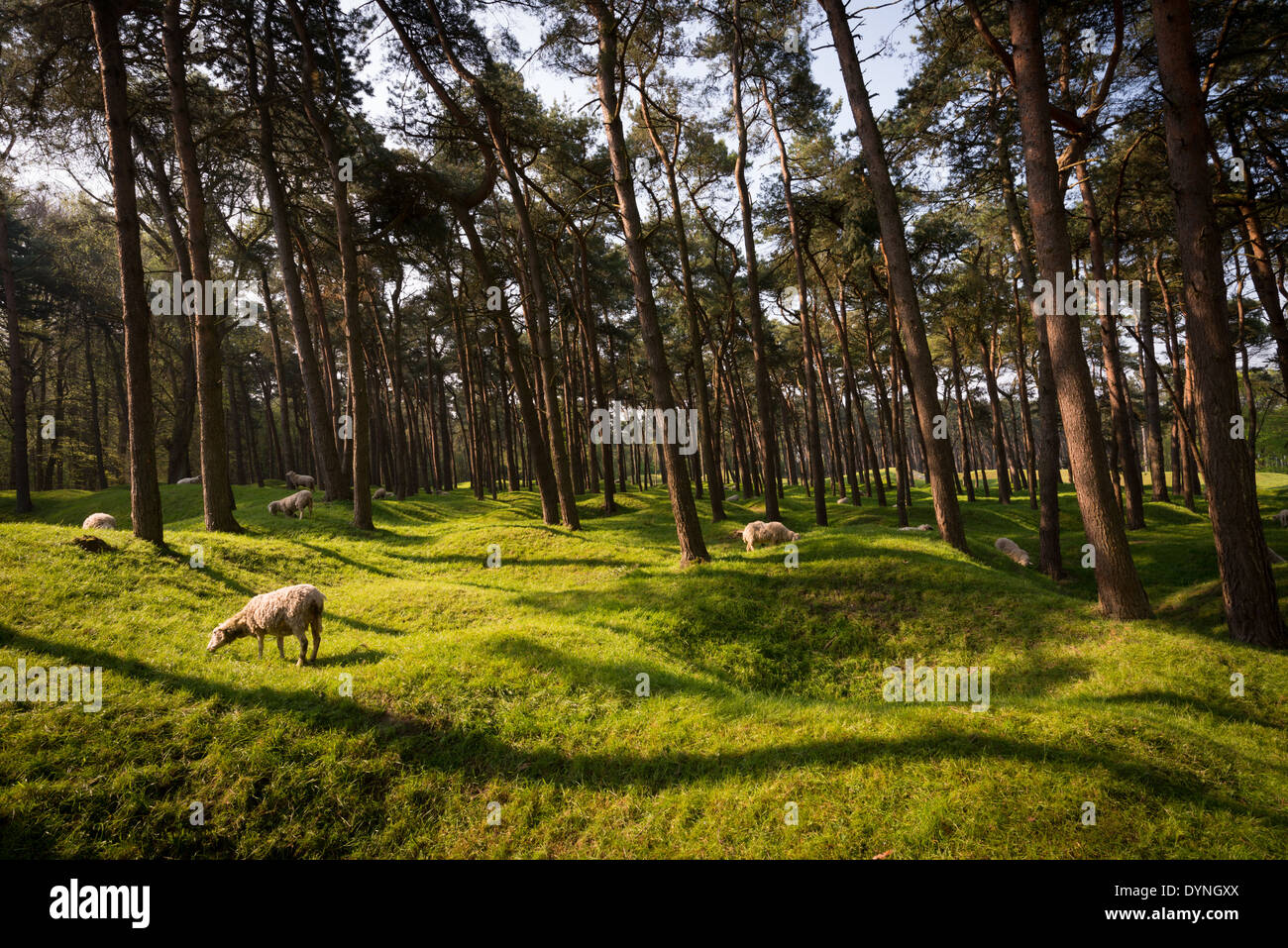Sunlight on the craters and regrown woods on the World War 1 ...