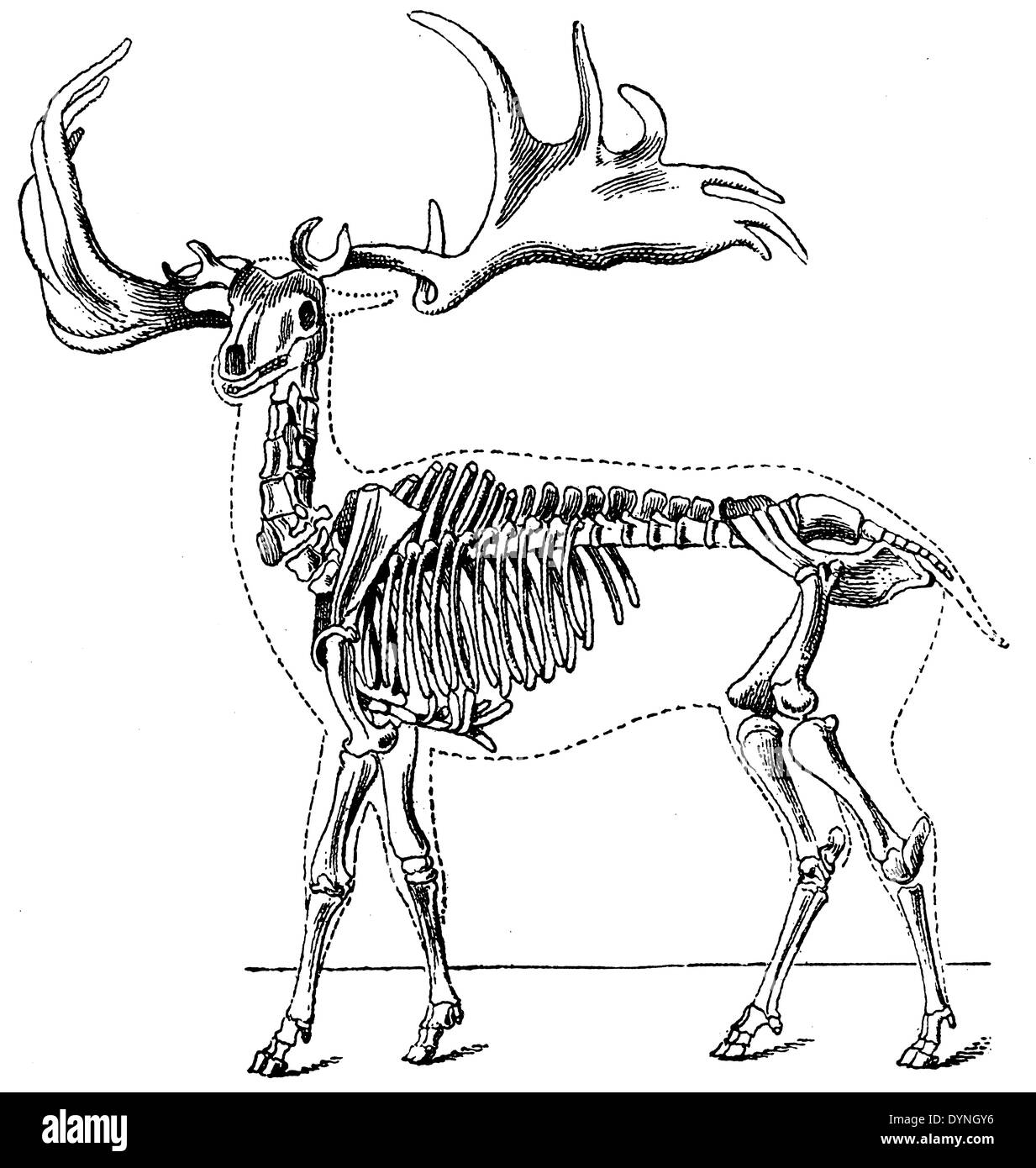 The giant deer Black and White Stock Photos & Images - Alamy