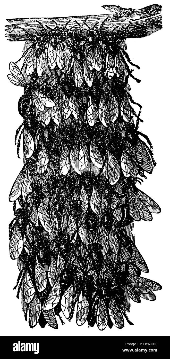 honey bees, making wax Stock Photo - Alamy