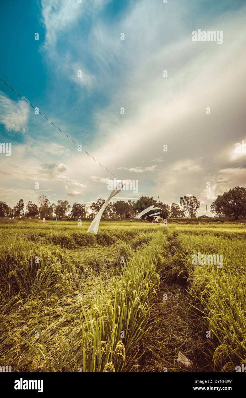 Rice field in Thailand in the agriculture industry concept Stock Photo ...