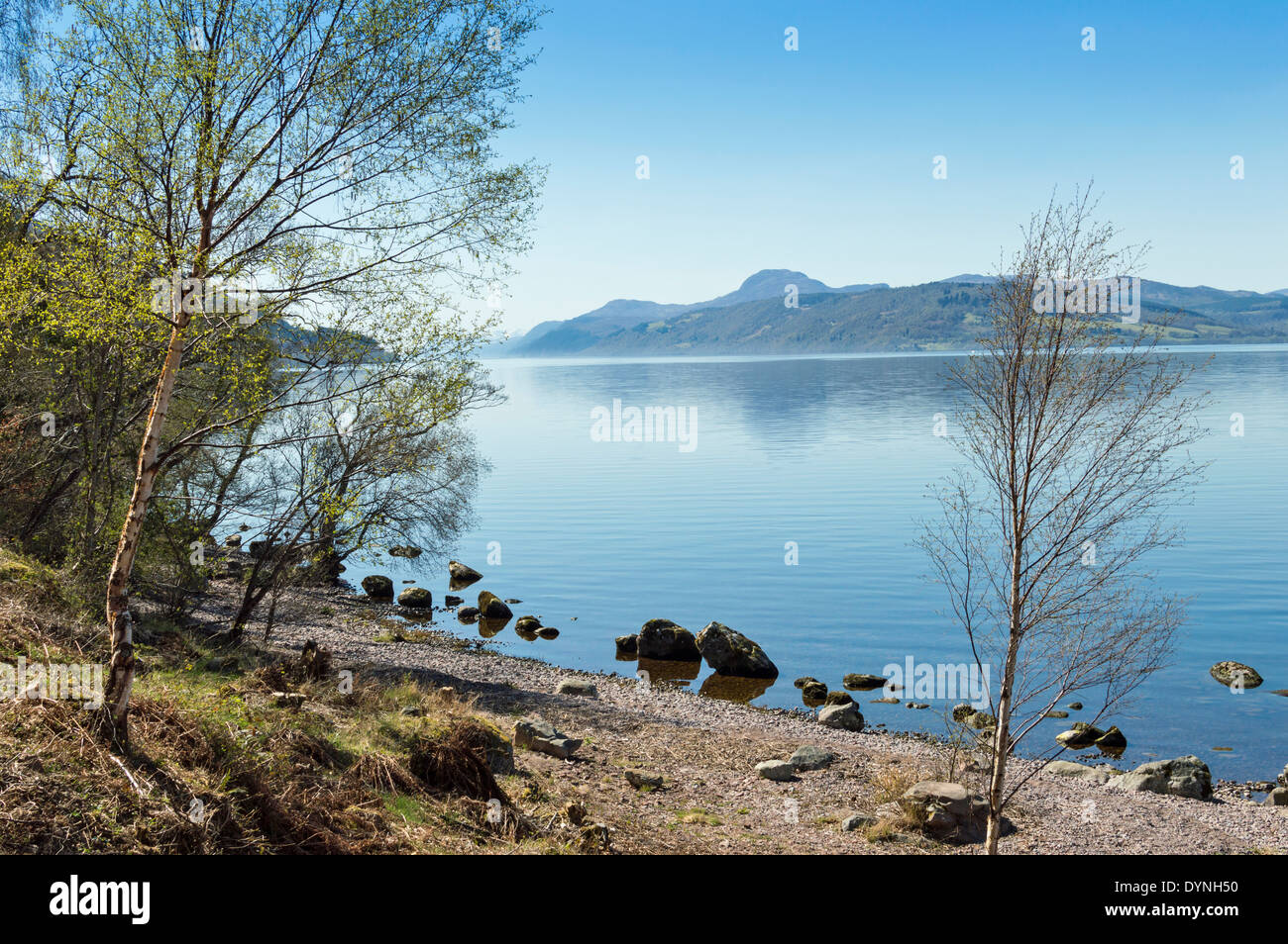 LOCH NESS SCOTLAND ON AN EARLY SPRING MORNING WITH BIRCH TREES Stock ...