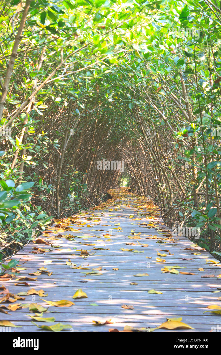 Wooden bridge in mangrove forest, in Thailand Stock Photo - Alamy