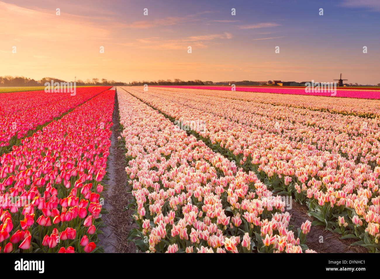 Holland bulb fields windmill hi-res stock photography and images - Alamy