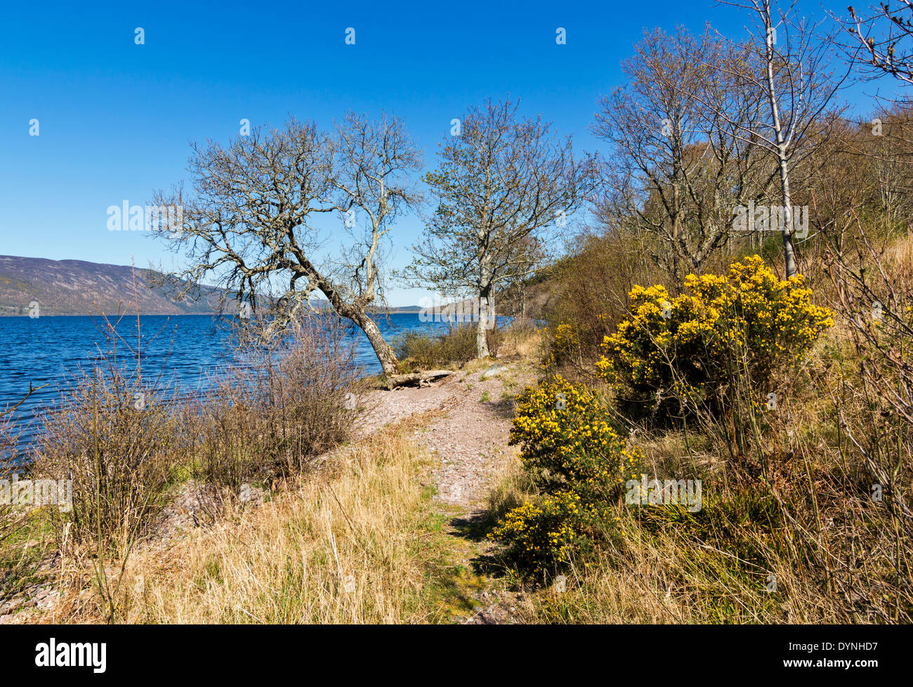 LOCH NESS SCOTLAND THE SHORELINE IN EARLY SPRING WITH YELLOW GORSE AND ...