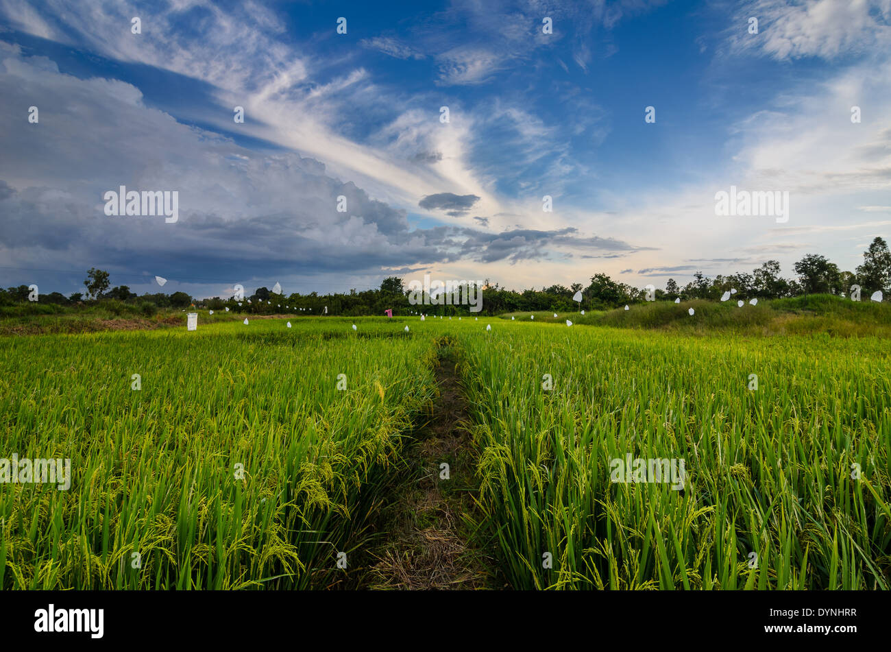 Rice field in Thailand in the agriculture industry concept Stock Photo ...