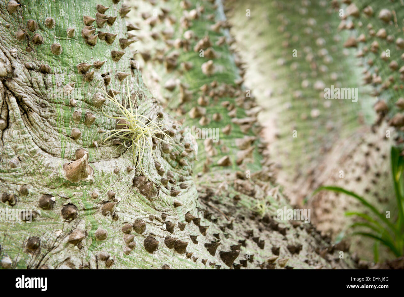 Thorny tree trunk hi-res stock photography and images - Alamy