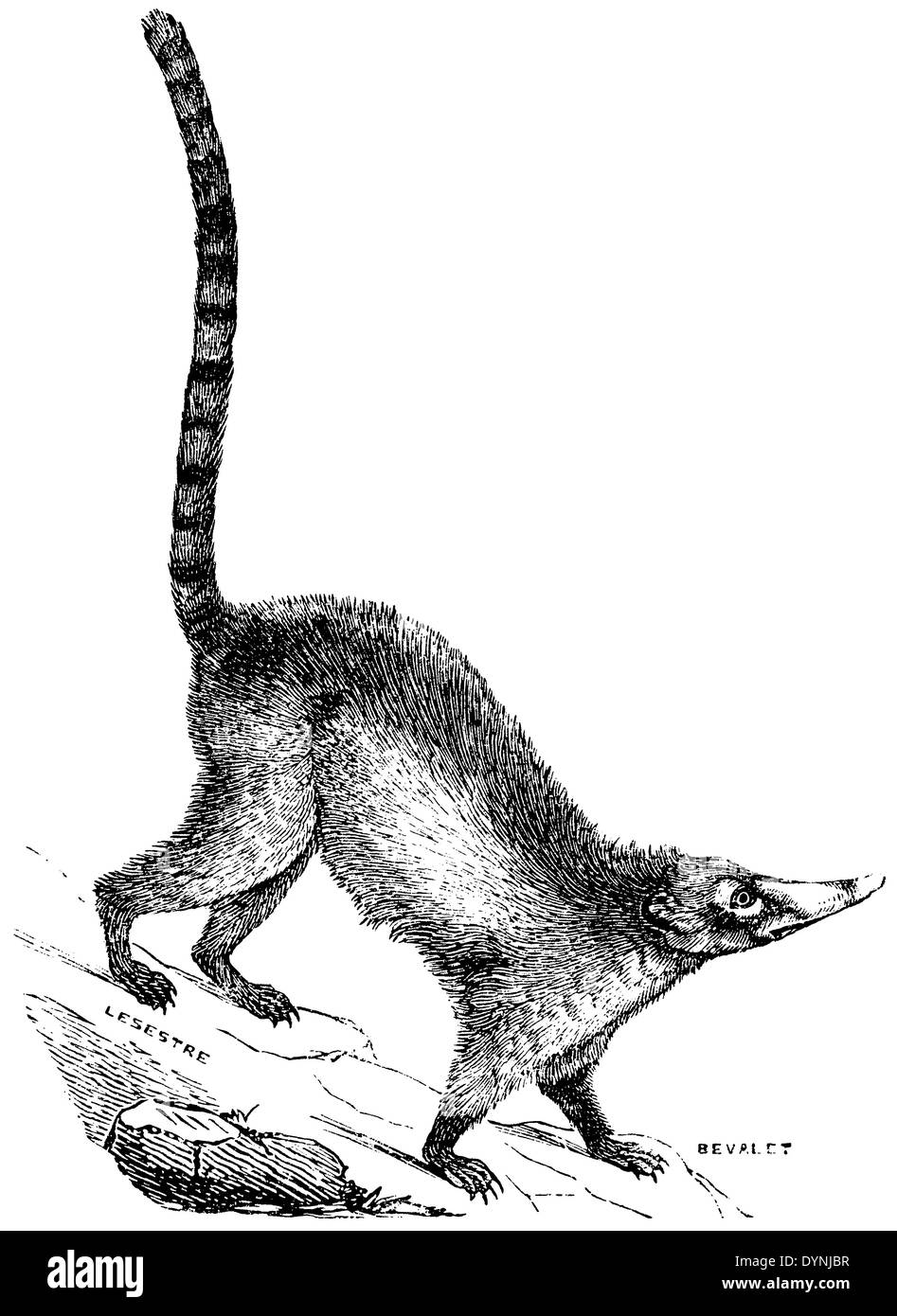Coati illustration hi-res stock photography and images - Alamy