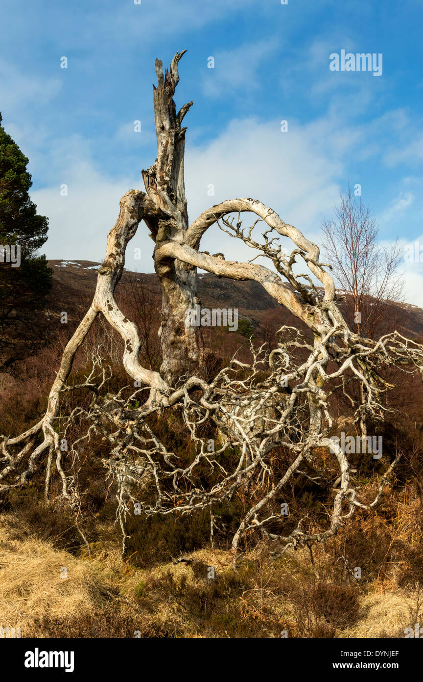 OLD WITHERED DEAD CALEDONIAN PINE TREE Stock Photo - Alamy