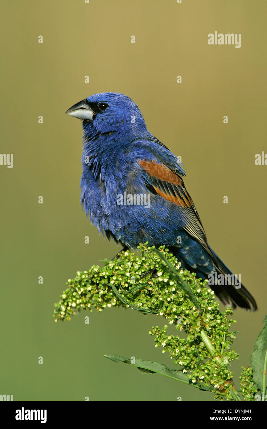 Blue Grosbeak - Passerina caerulea - Adult male Stock Photo - Alamy