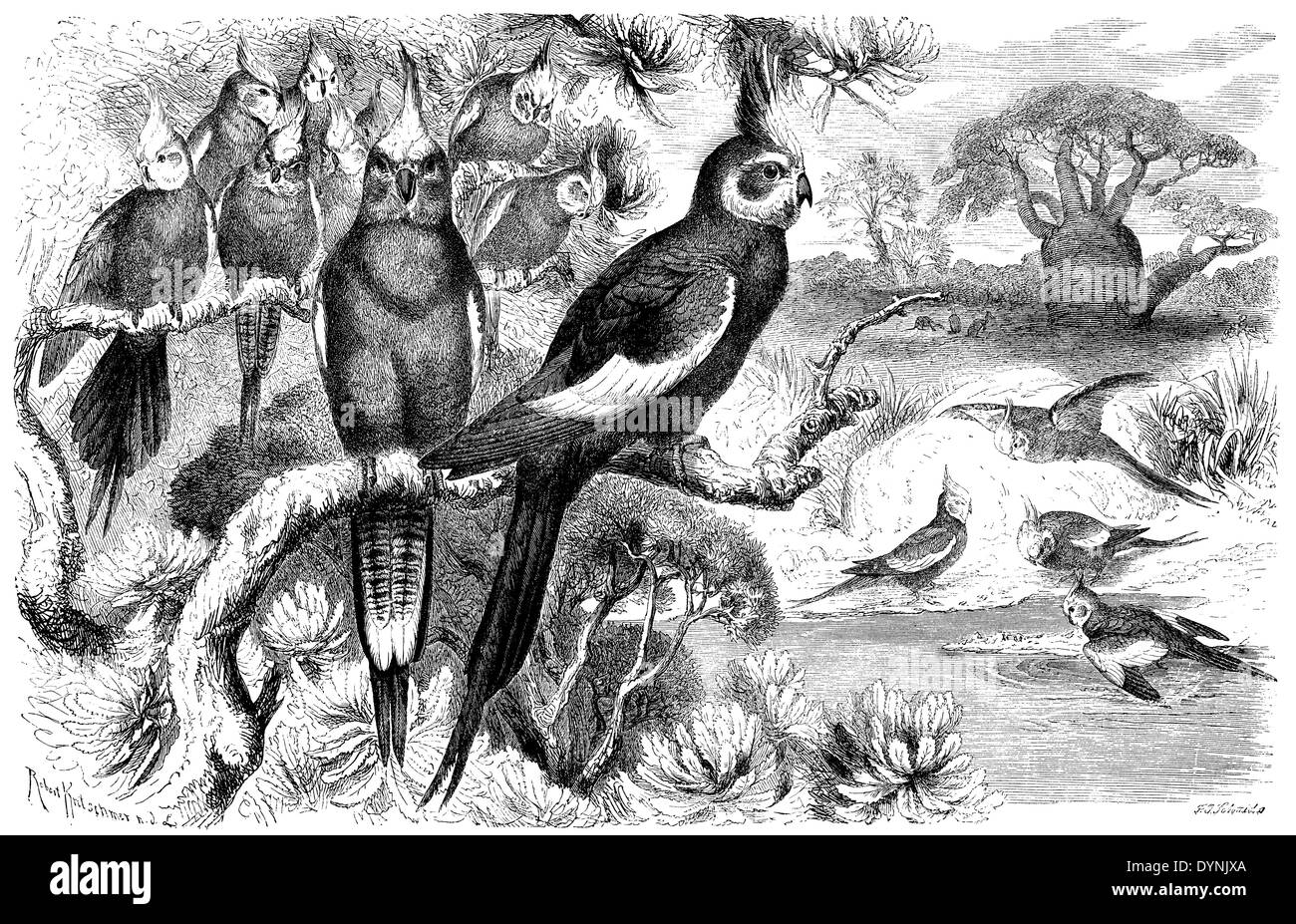 Corella birds Black and White Stock Photos & Images - Alamy