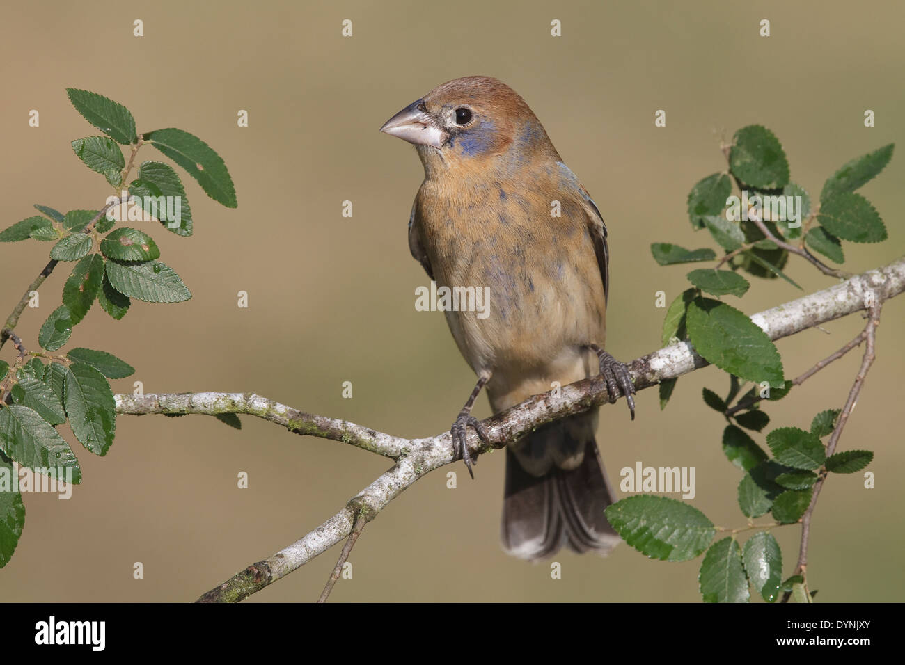 Blue Grosbeak - Passerina caerulea - Immature male Stock Photo - Alamy