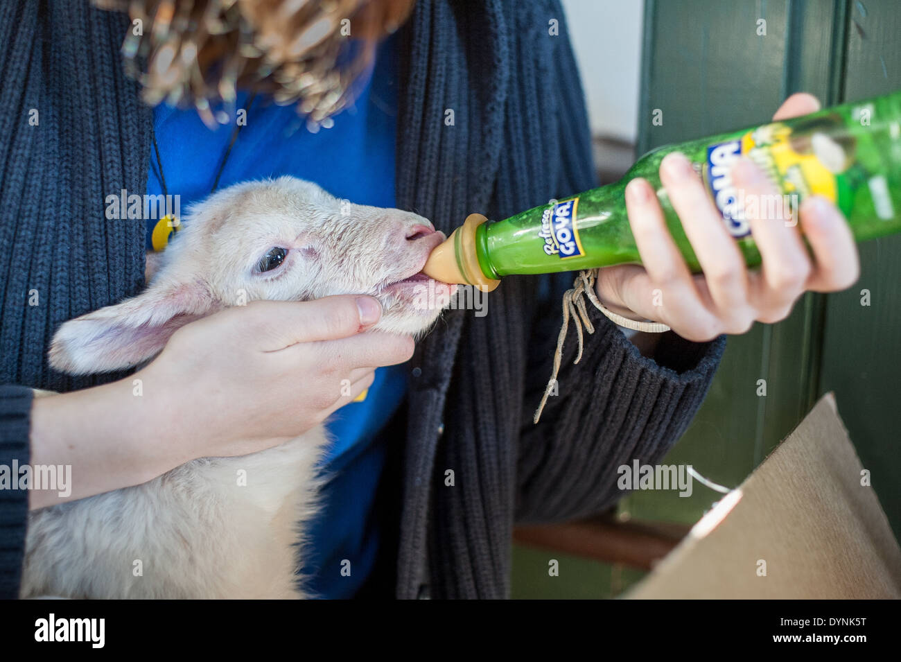Feeding baby lamb hi-res stock photography and images - Alamy