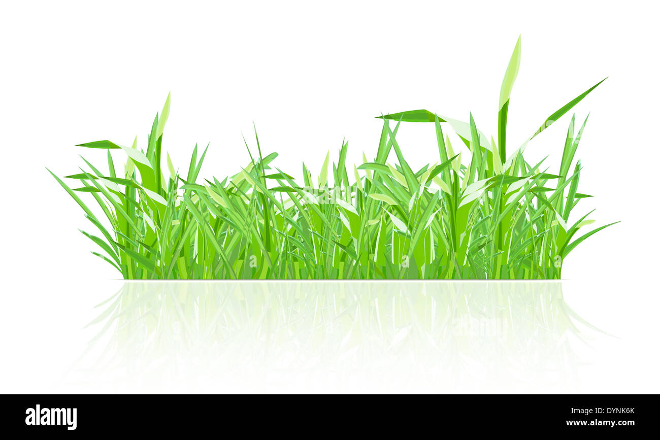 Blade of green grass Cut Out Stock Images & Pictures - Alamy