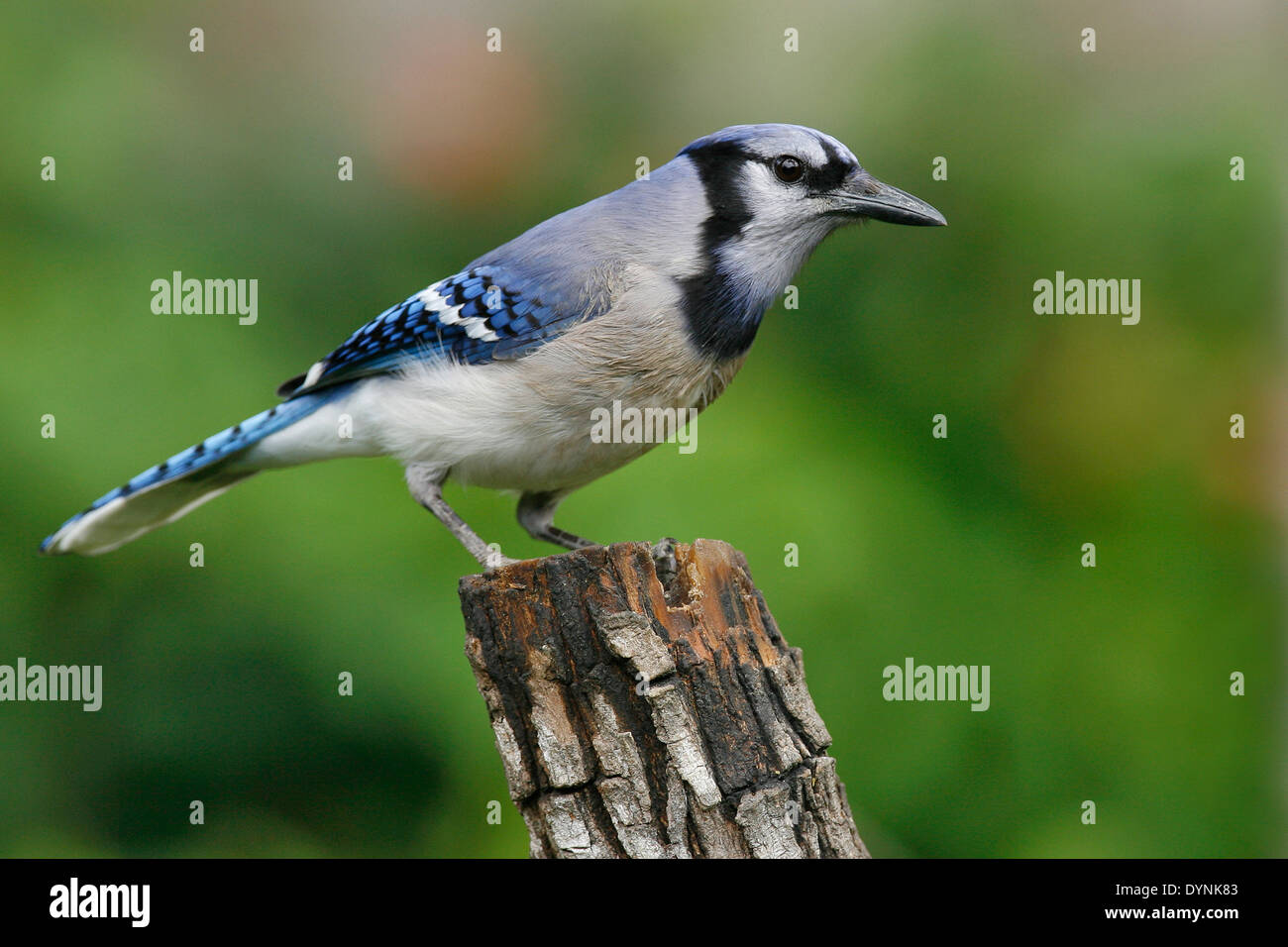 Blue Jay - Cyanocitta cristata Stock Photo - Alamy