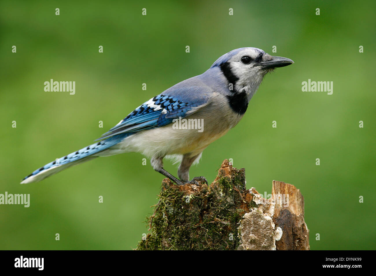 Birds north america blue jay hi-res stock photography and images - Alamy