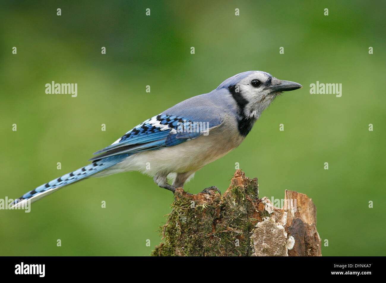 Blue Jay - Cyanocitta cristata Stock Photo - Alamy