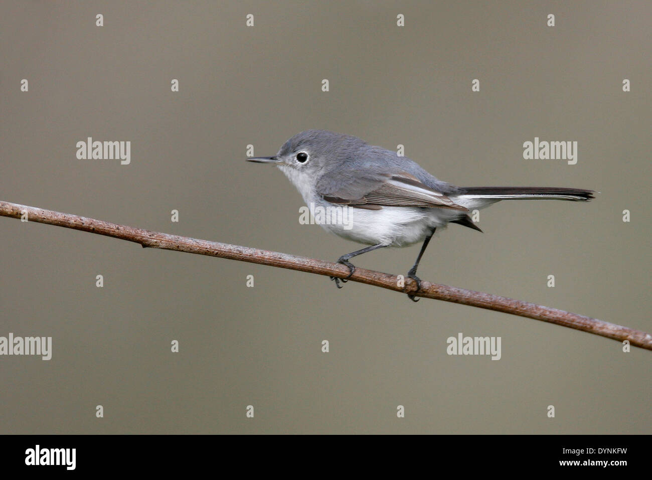 Grey gnatcatcher hi-res stock photography and images - Alamy