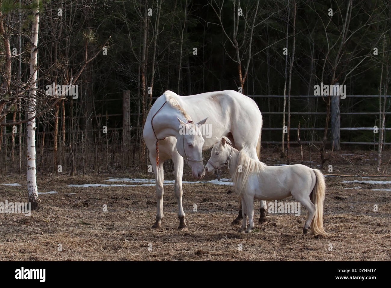 Mini Stallion High Resolution Stock Photography and Images - Alamy