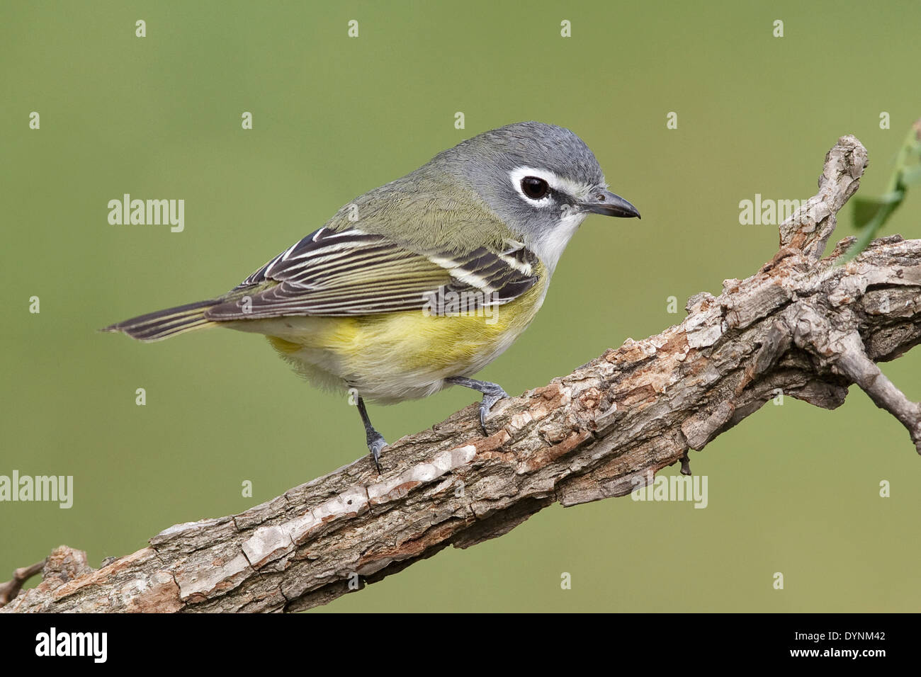 Blue Headed Vireos High Resolution Stock Photography and Images - Alamy