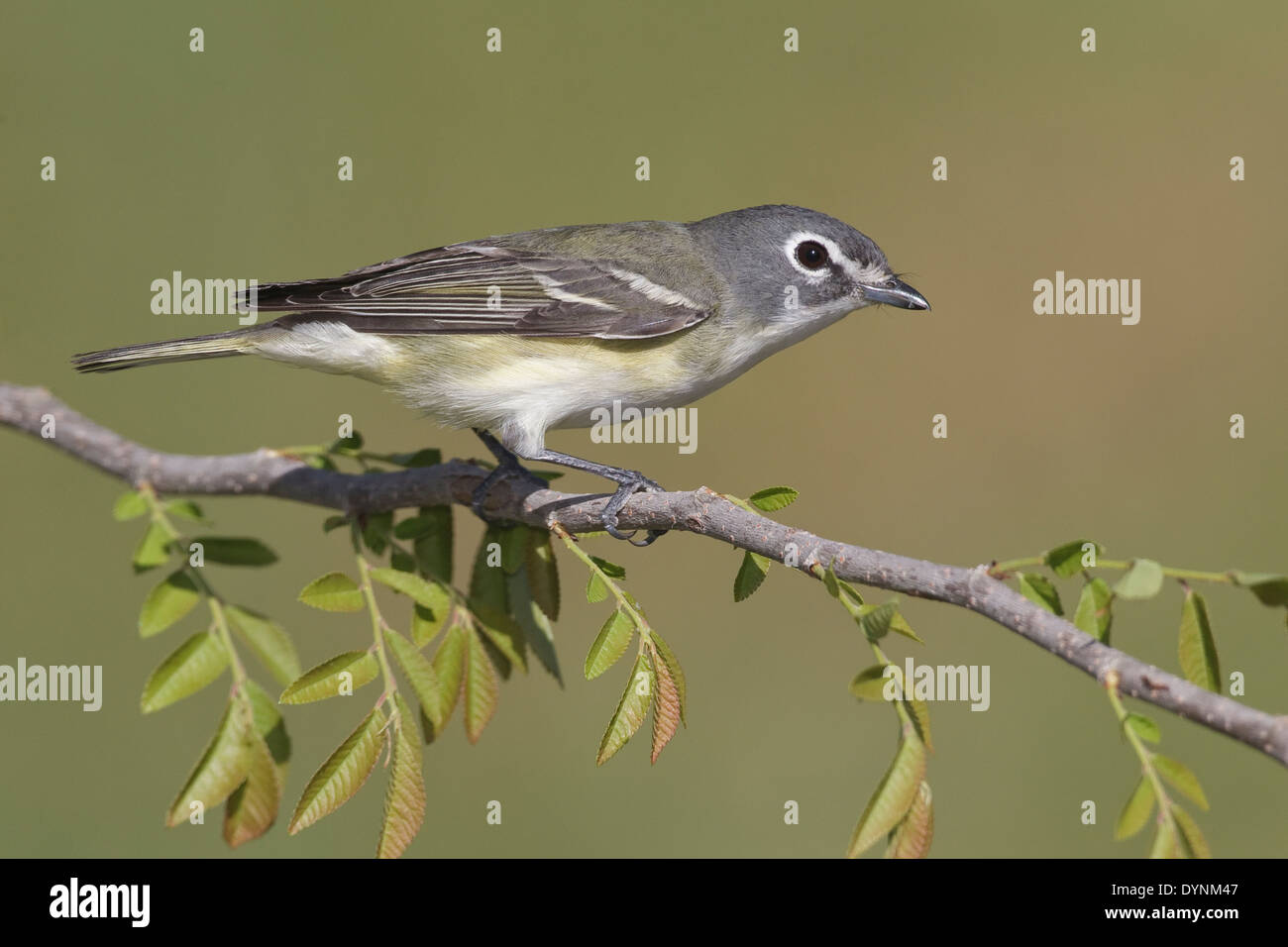 Blue Headed Vireos High Resolution Stock Photography and Images - Alamy
