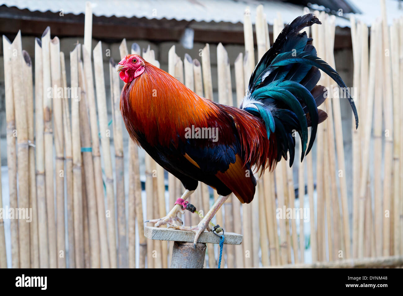 Chicken in Puerto Princesa, Palawan, Philippines Stock Photo - Alamy