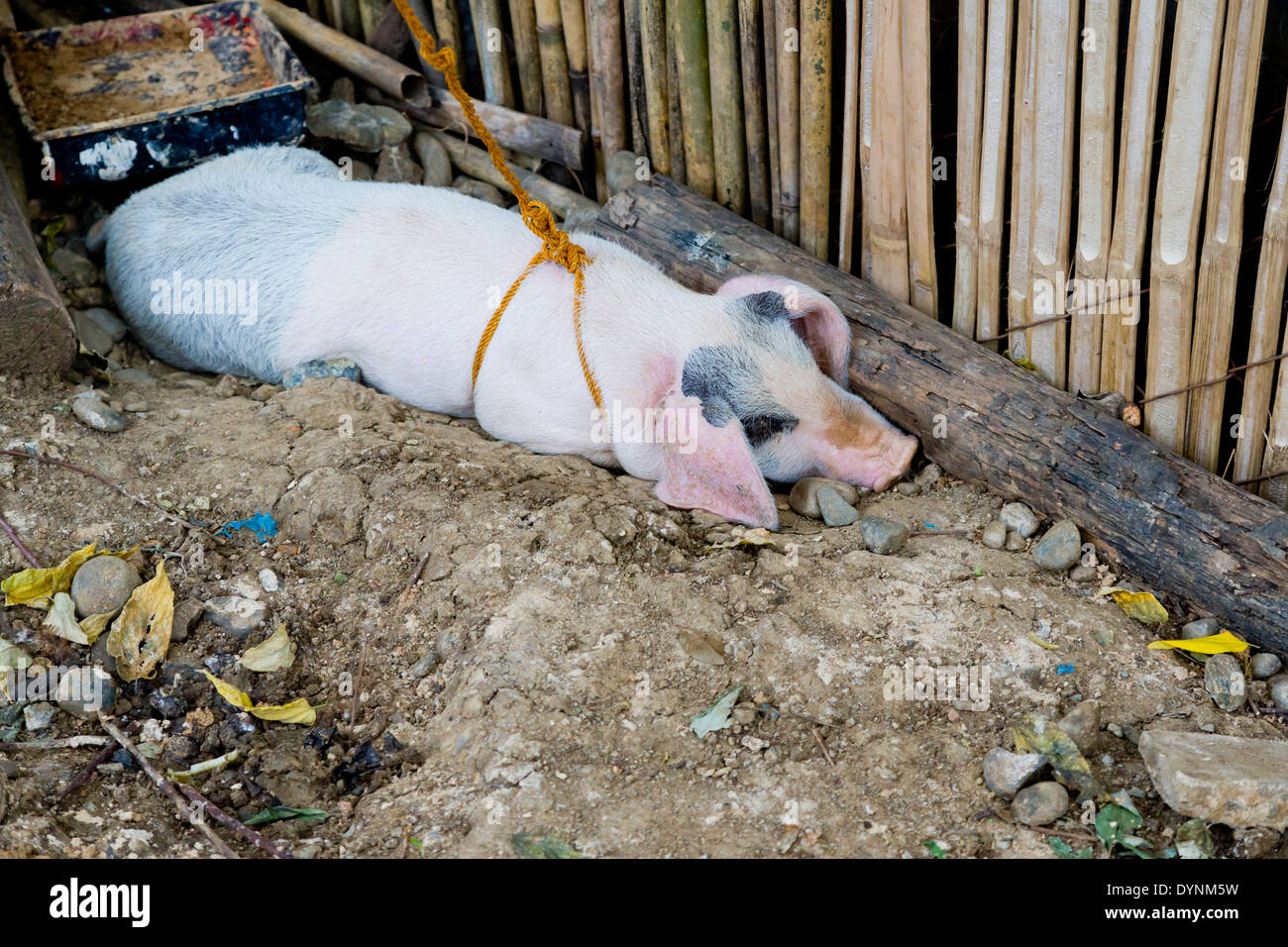 Pig in Puerto Princesa, Palawan, Philippines Stock Photo - Alamy