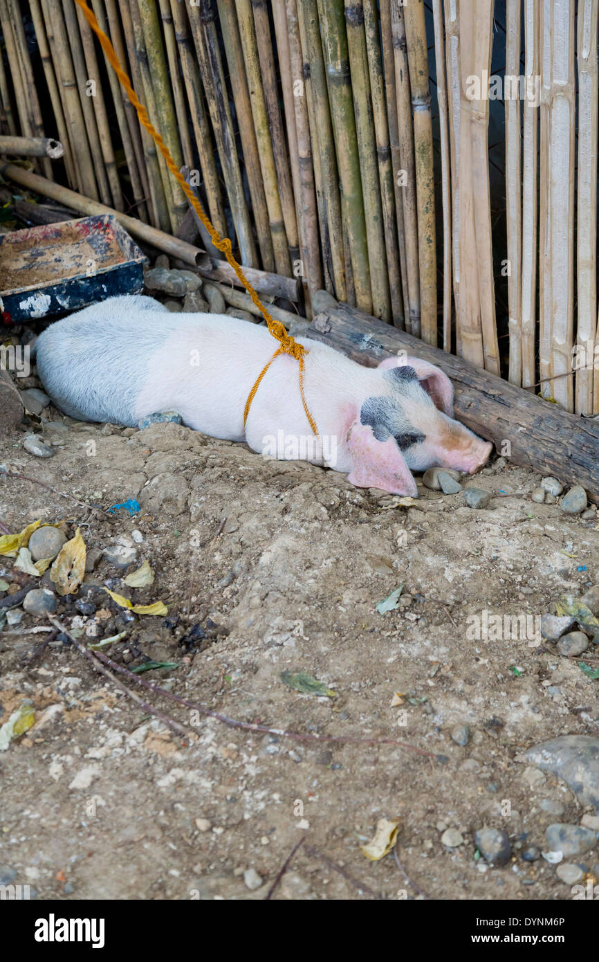 Pig in Puerto Princesa, Palawan, Philippines Stock Photo - Alamy