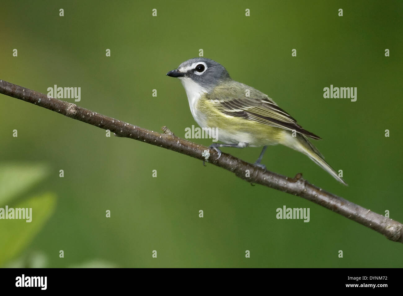 Blue headed vireos hi-res stock photography and images - Alamy