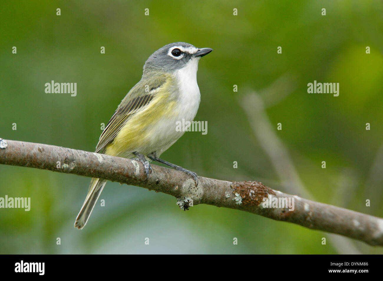Blue headed vireos hi-res stock photography and images - Alamy