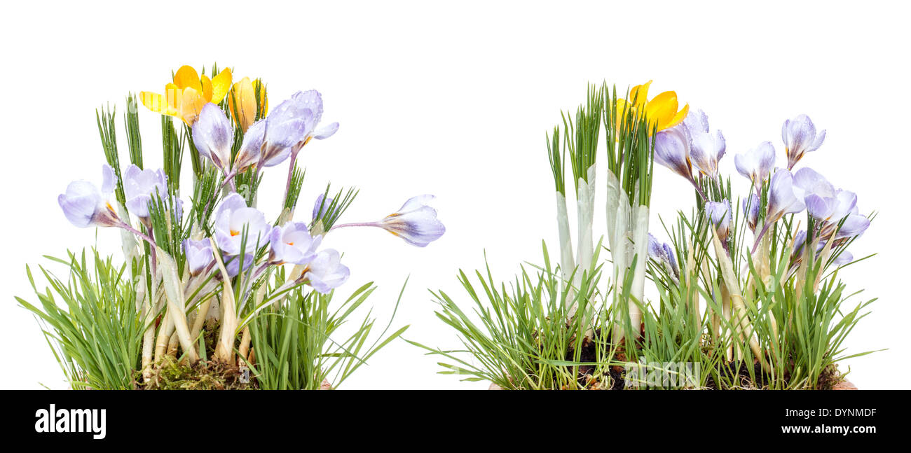 Crocus spring flowers, isolated on white Stock Photo - Alamy