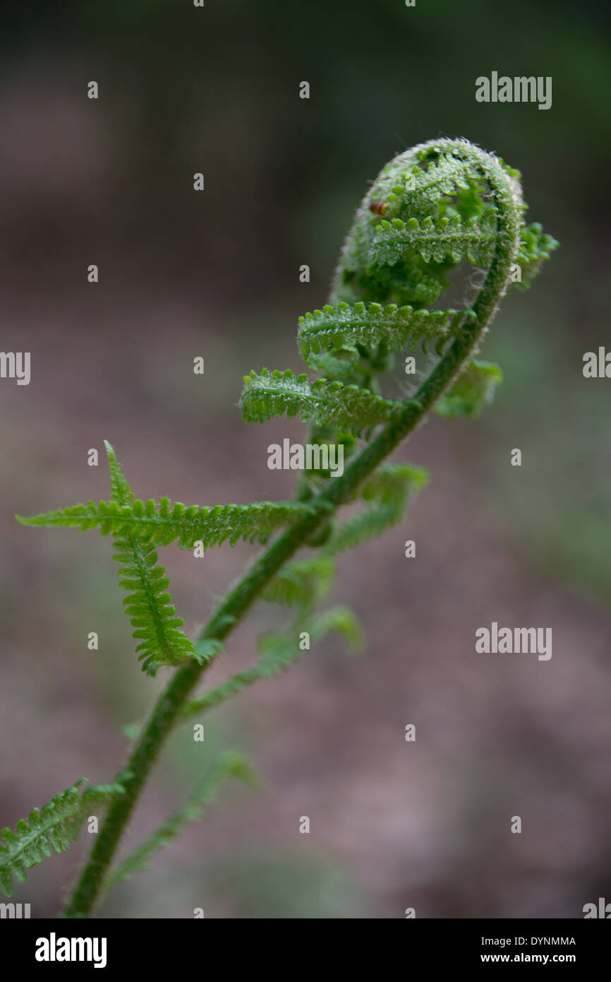 Unfurling tip hi-res stock photography and images - Alamy